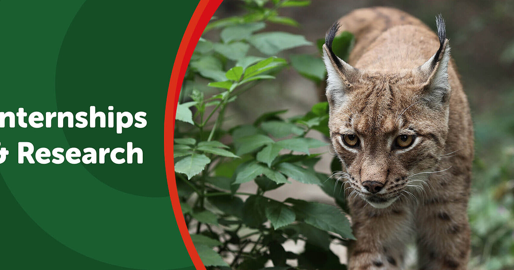 Internships & Research at Drayton Manor Zoo | Drayton Manor