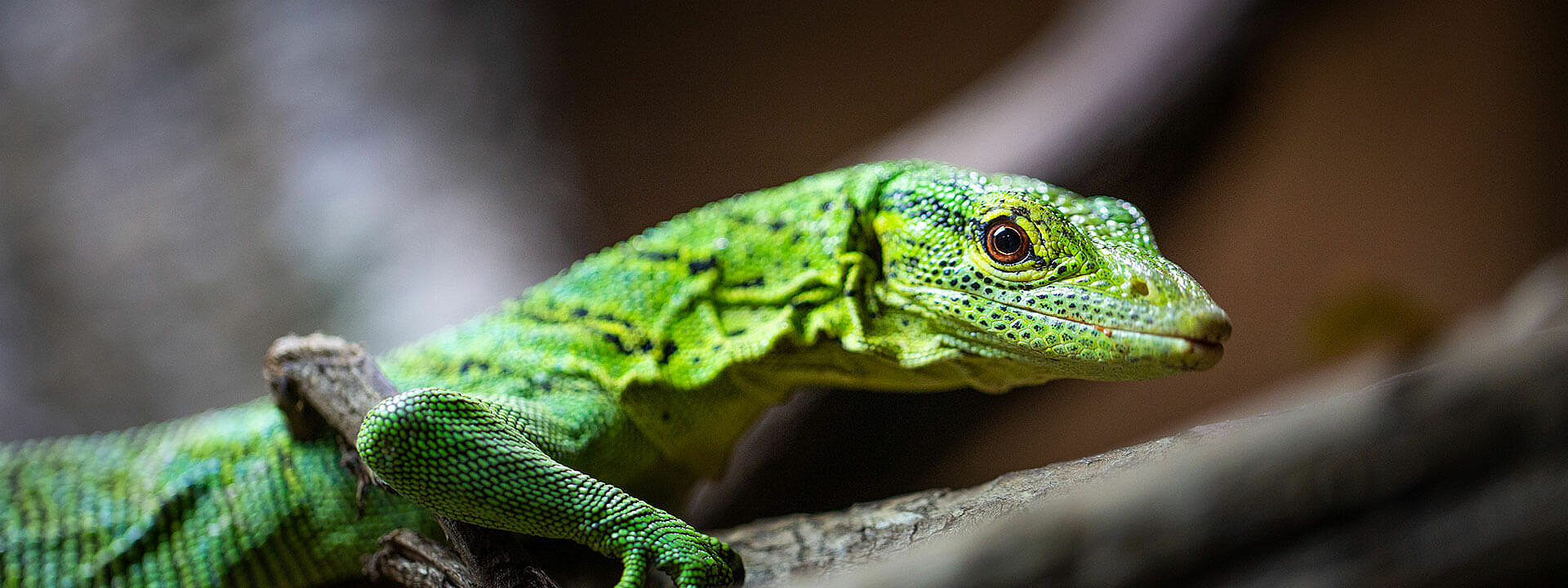 Green Tree Monitor