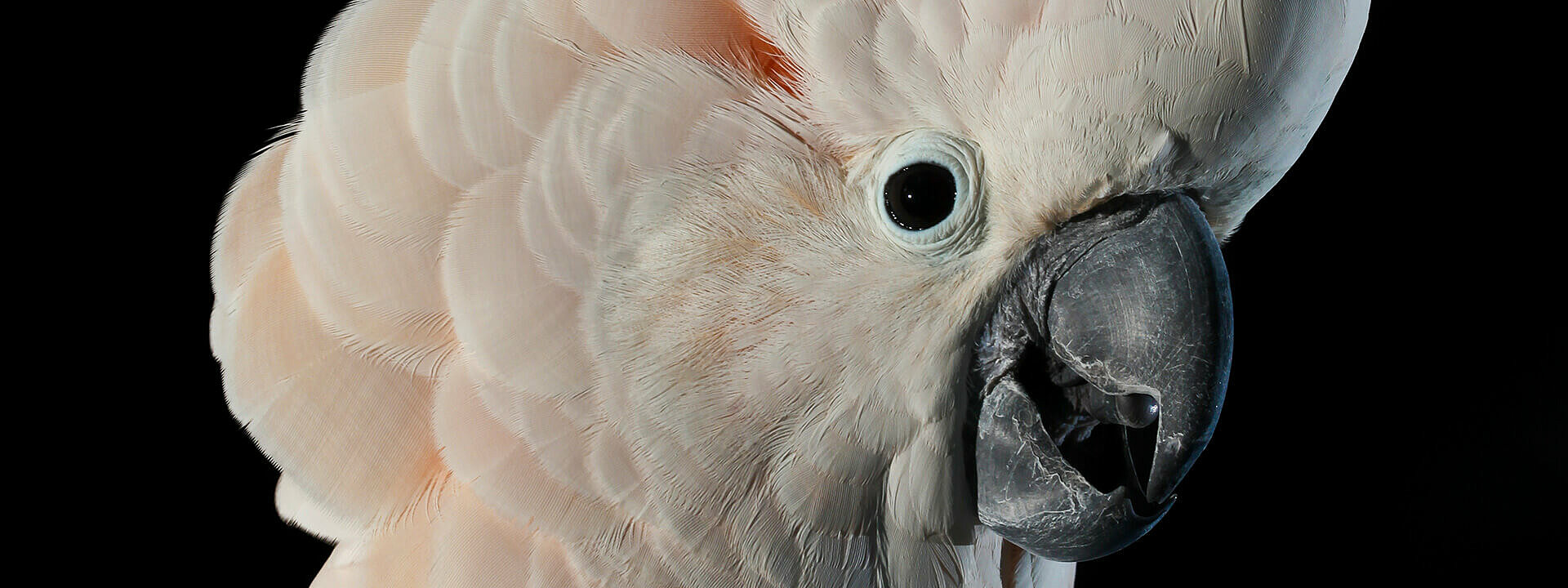 Drayton Manor | Moluccan Cockatoo