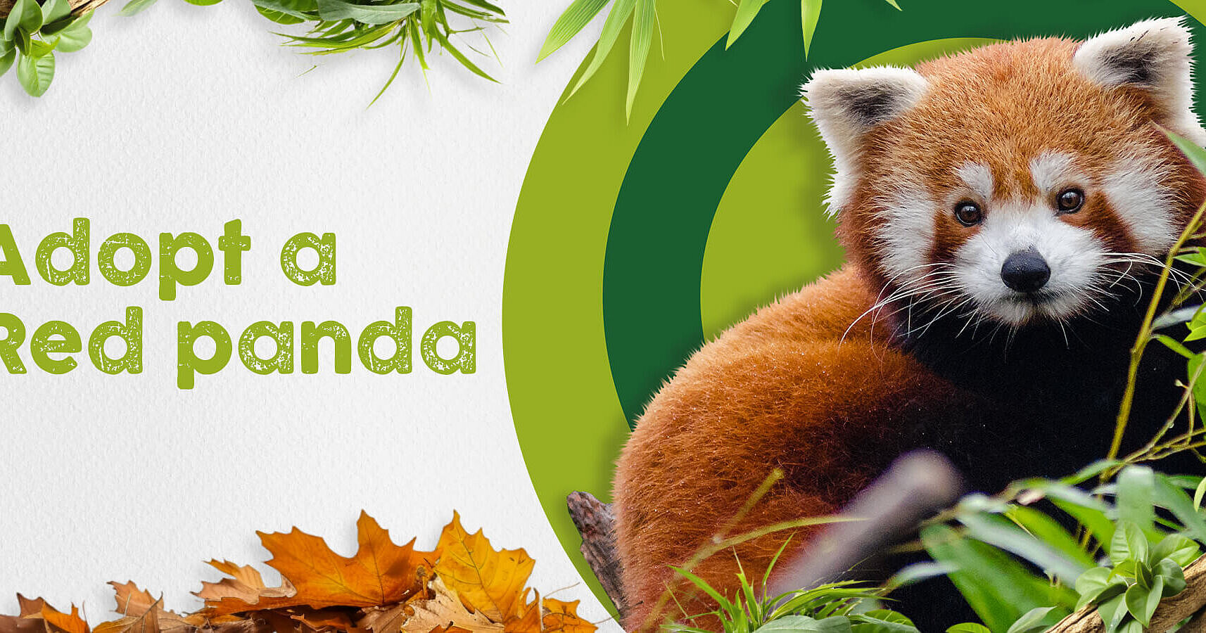 Adopt a Red panda | Support Wildlife Conservation | Drayton Manor