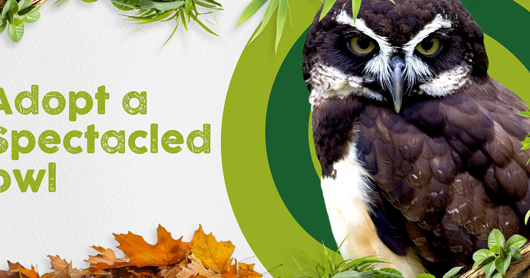 Adopt a Spectacled owl | Support Wildlife Conservation | Drayton Manor