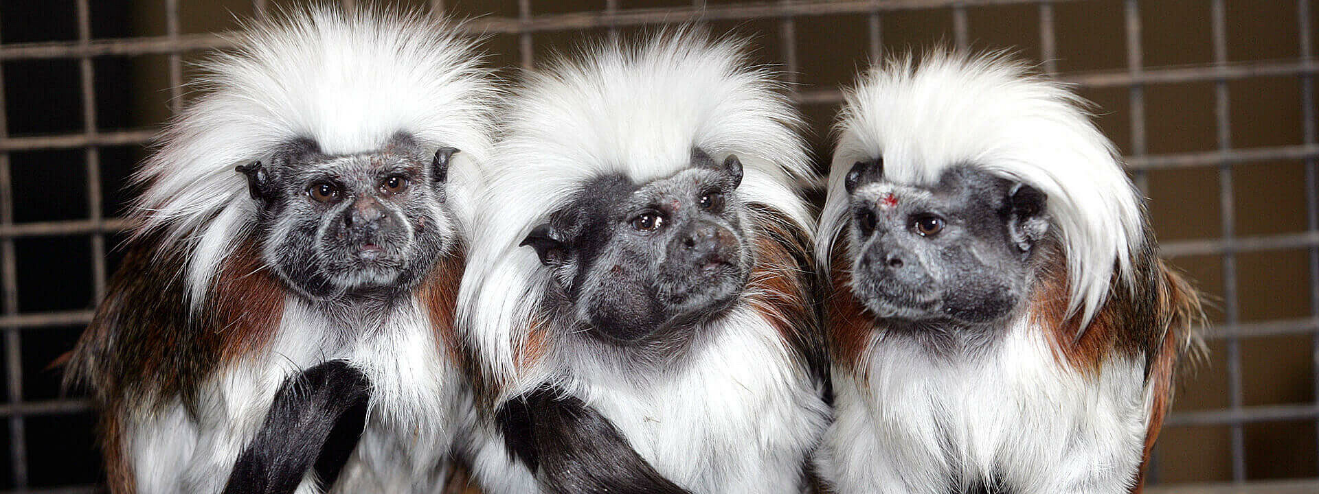 Drayton Manor | Cotton Top Tamarin