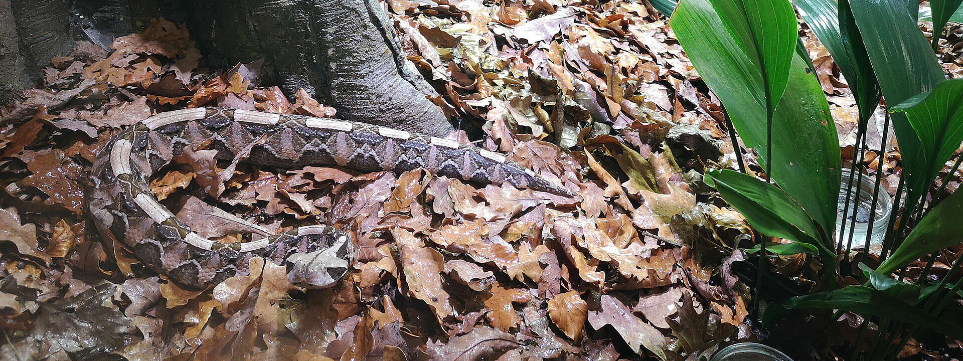 Gaboon Viper