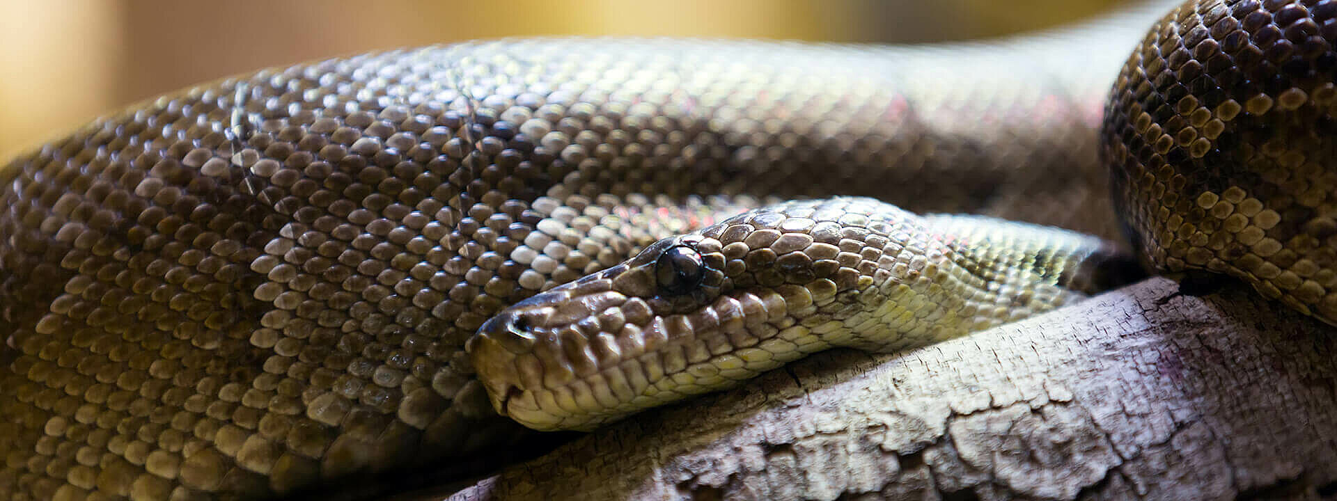 Drayton Manor | Cuban Boa