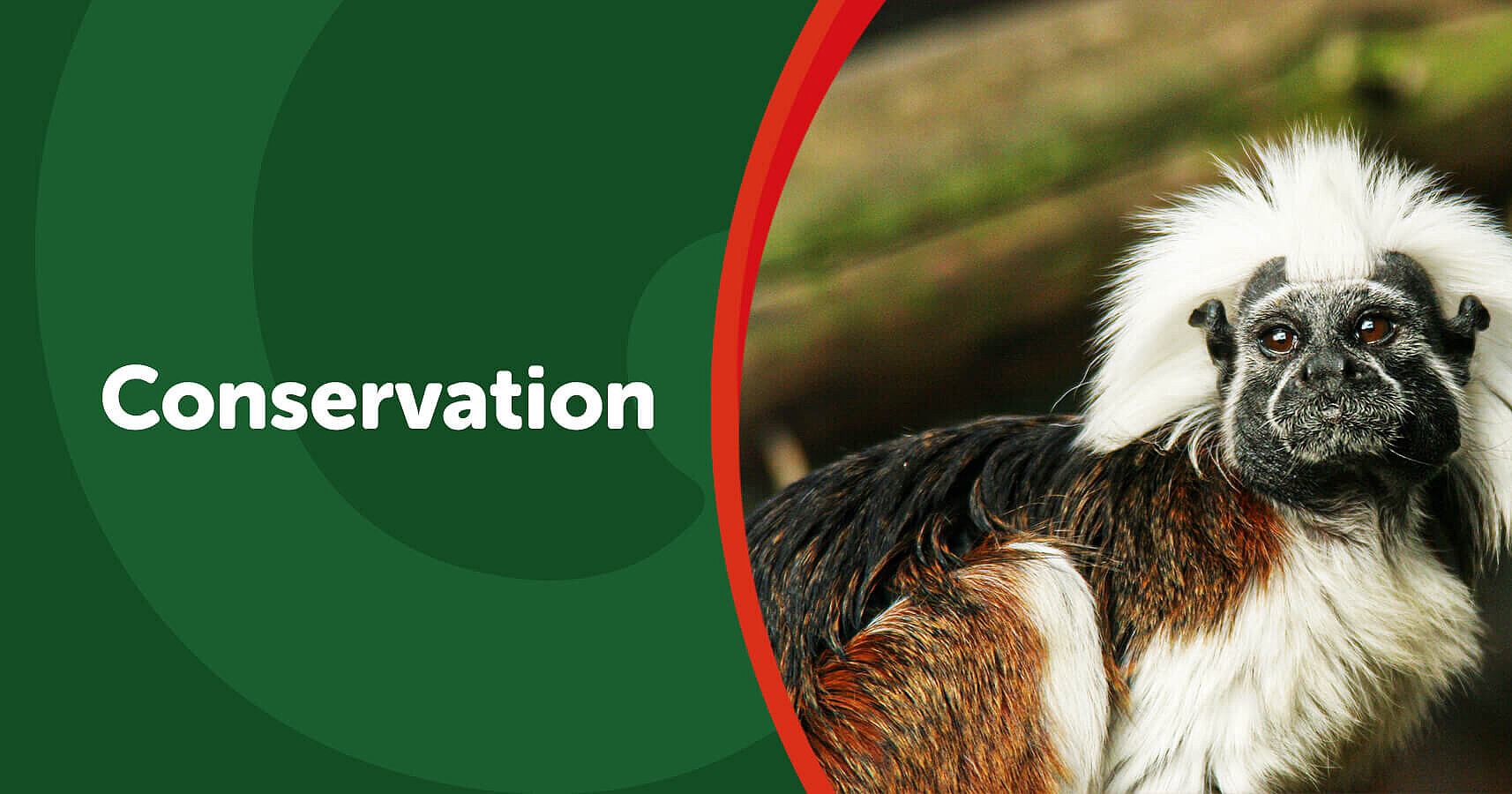 Zoo Conservation at Drayton Manor Zoo | Drayton Manor
