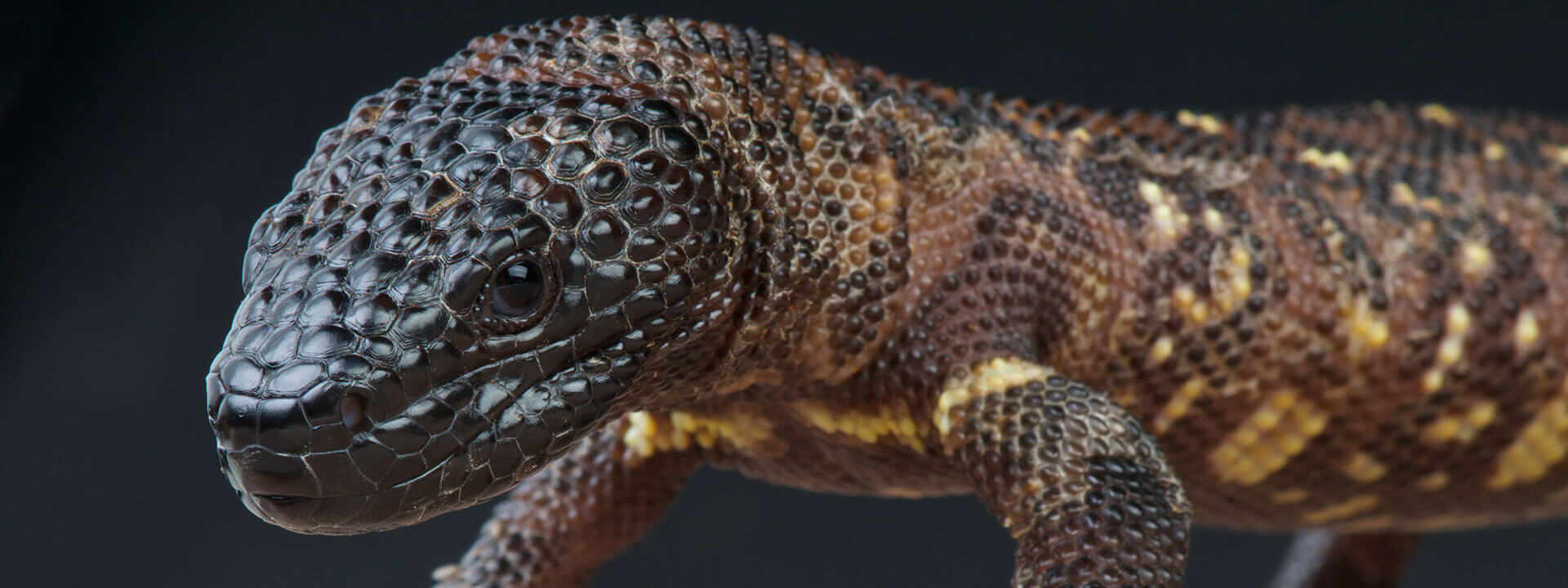 Beaded Lizard Bite
