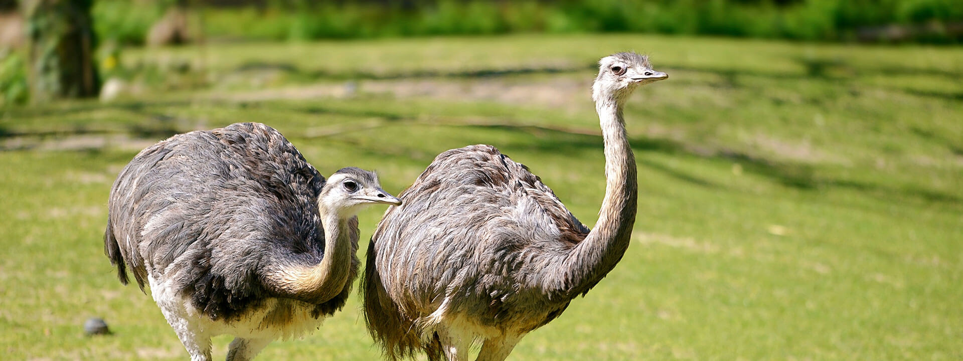 Greater Rhea Running