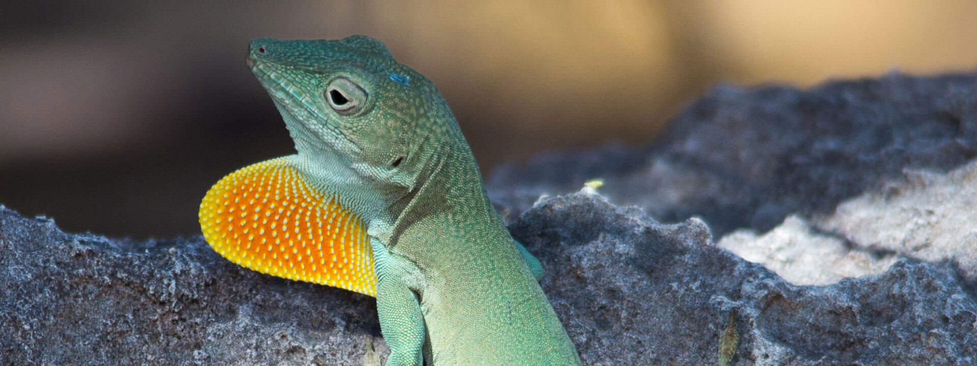 Jamaican Giant Anole