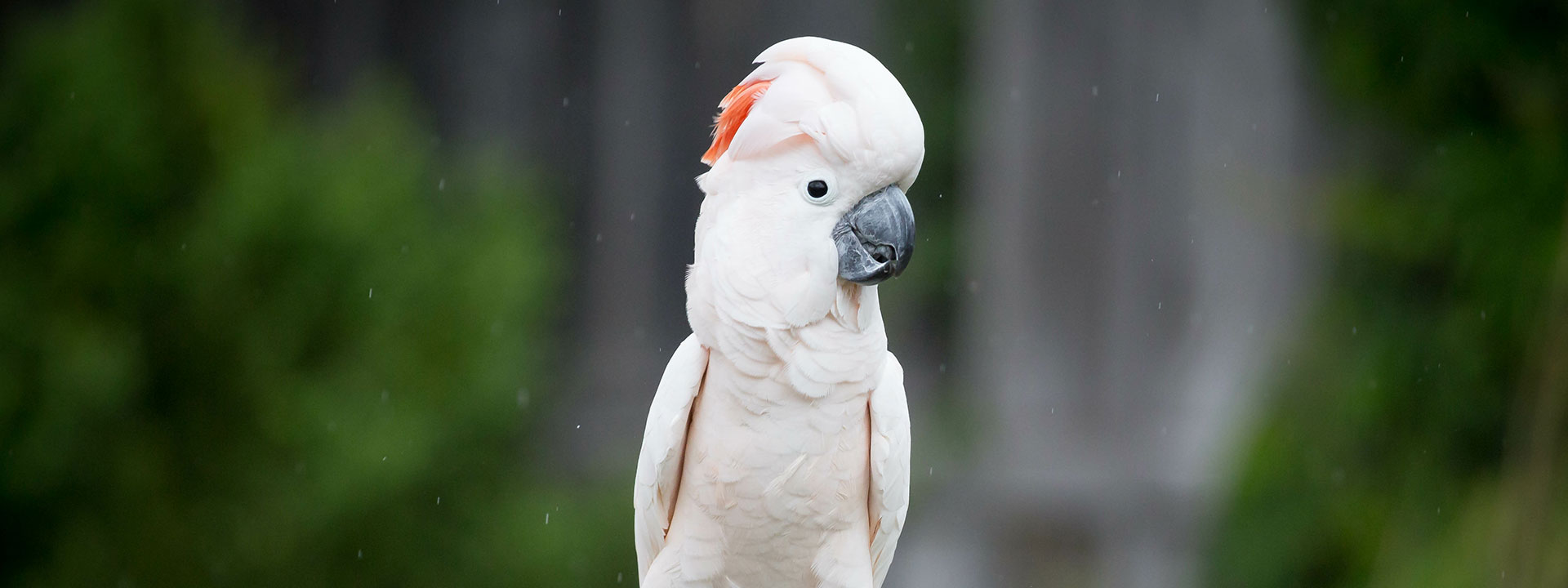 Wild Moluccan Cockatoo