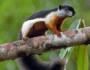 Drayton Manor | Animals | Drayton Manor Resort