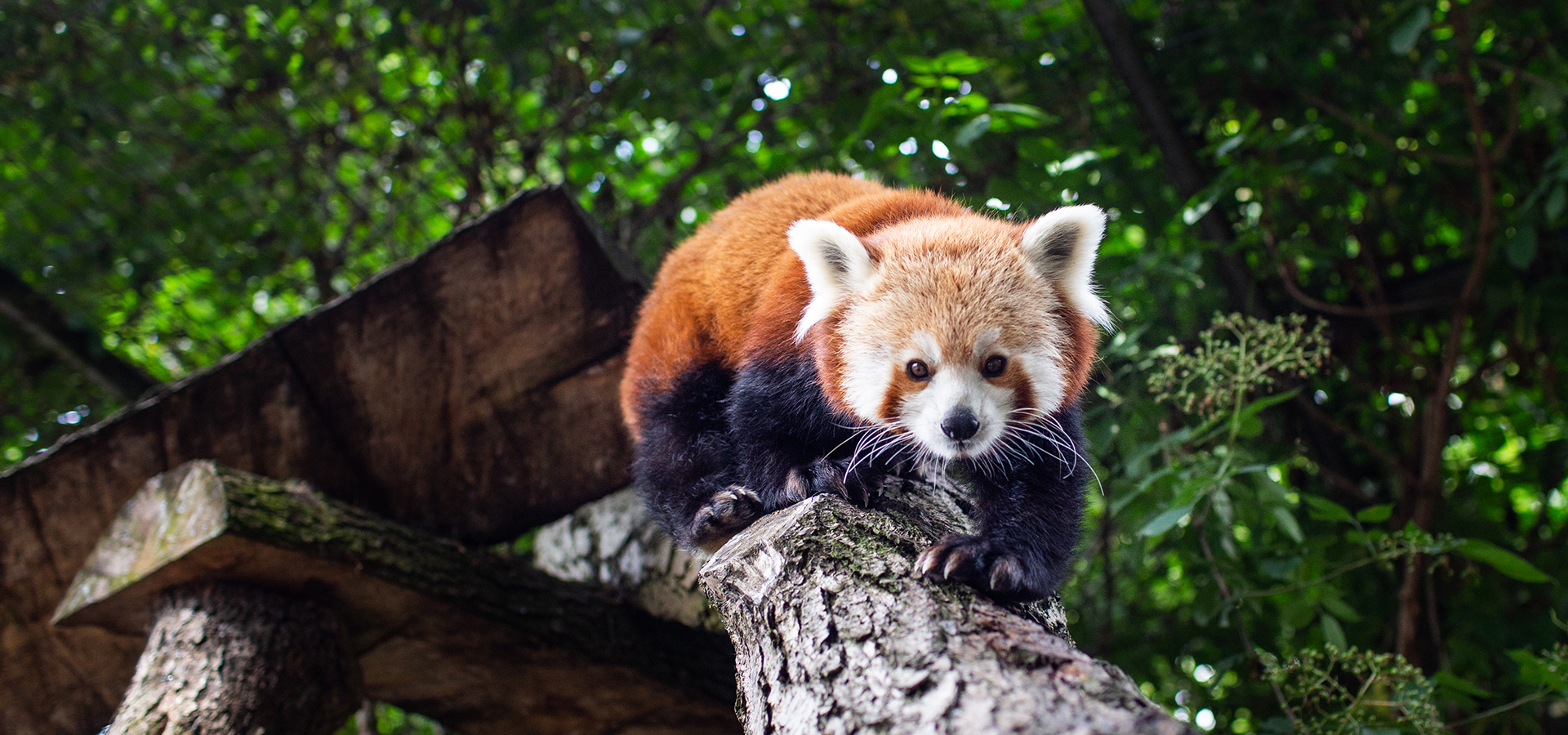 Drayton Manor | Explore | Zoo