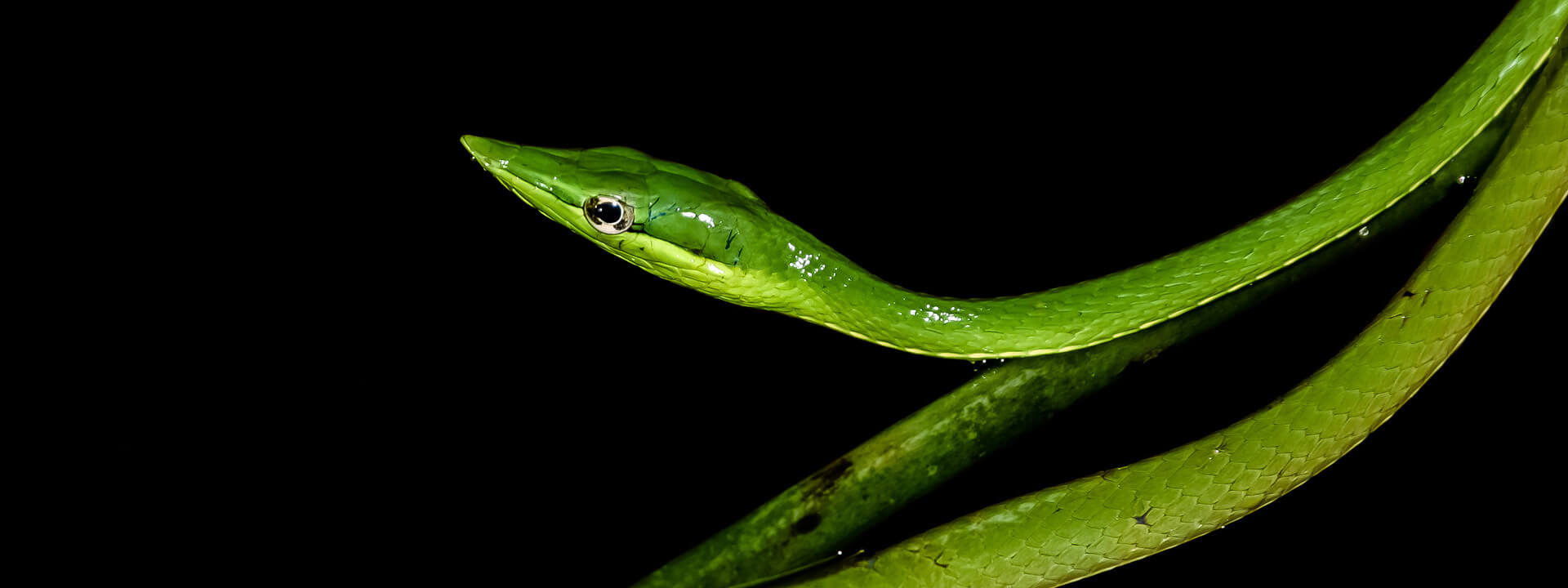 African Vine Snake
