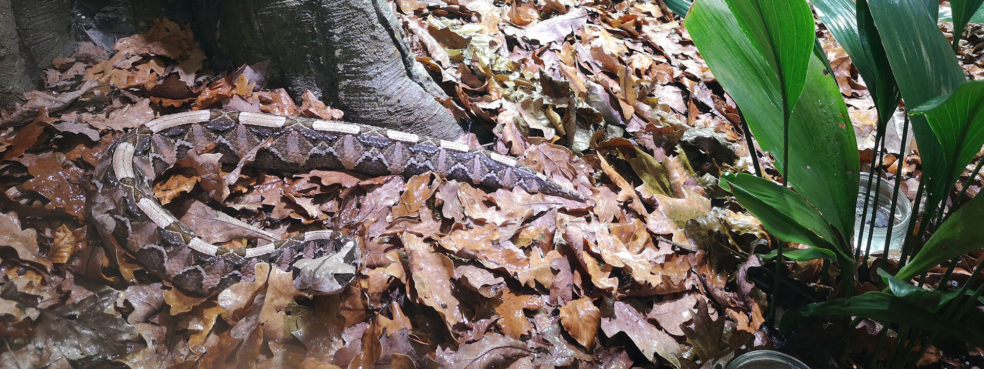 Gaboon Viper Camouflage