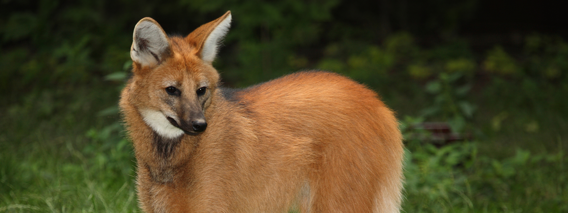 Maned Wolf The Fight To Protect Maned Wolves In Brazil's Disappearing